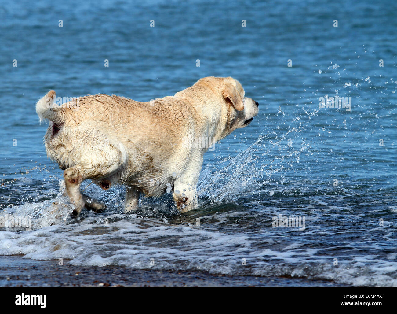 Pedigree golden labrador swimming hi-res stock photography and images ...
