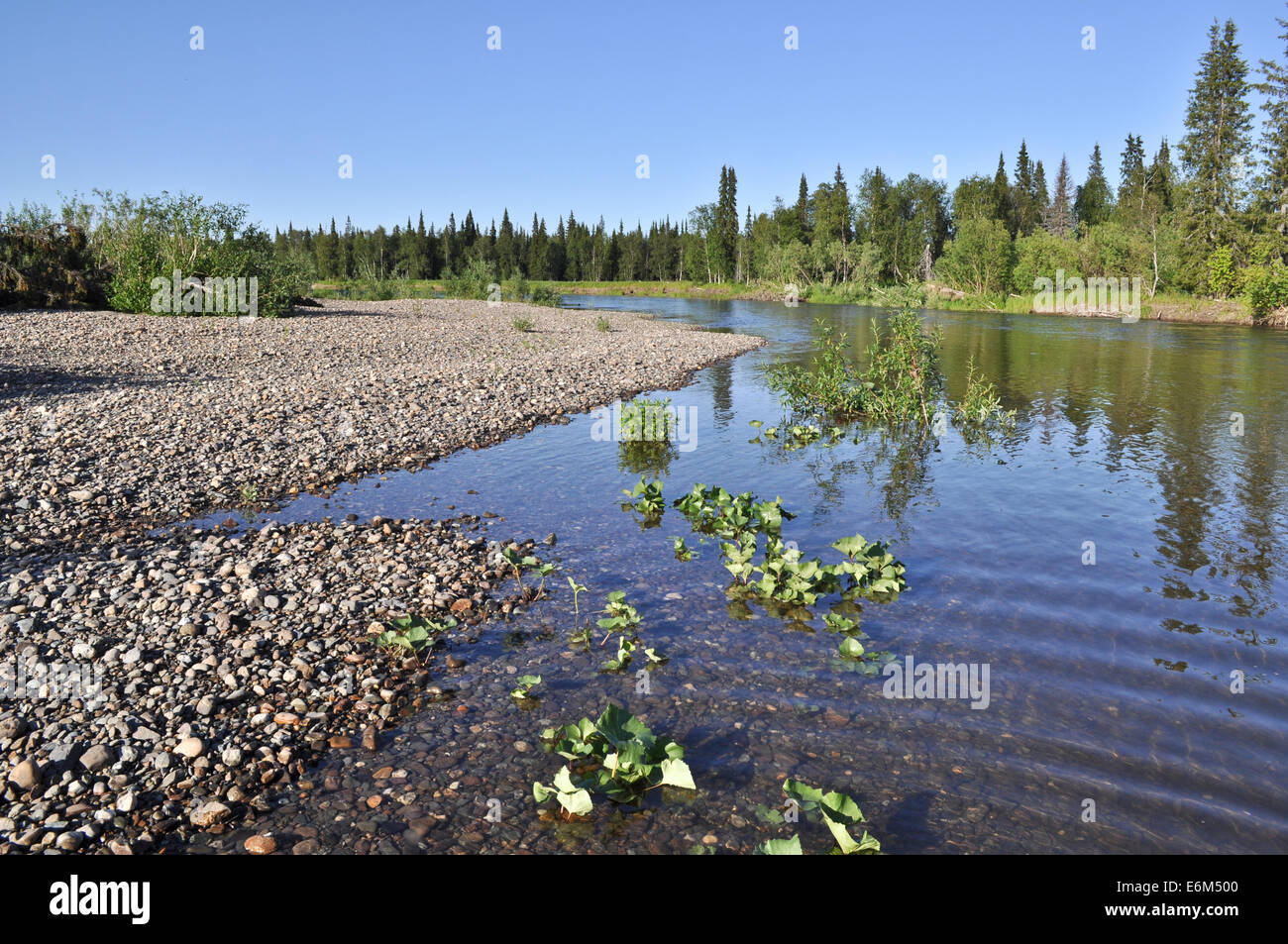 Landscape of the taiga river. River Polar Urals sunny summer afternoon ...