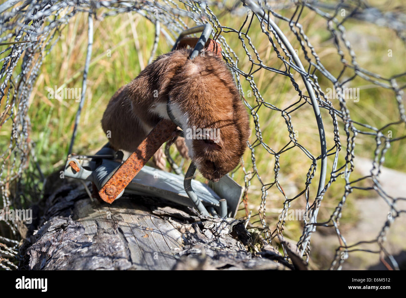 Ermine stoat uk kill hi-res stock photography and images - Alamy