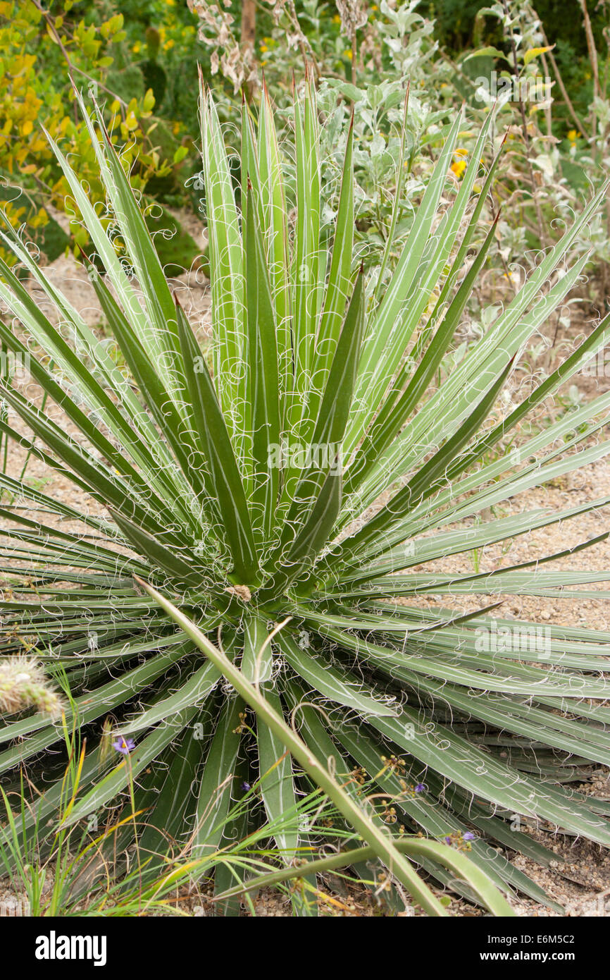 Agave rosette hi-res stock photography and images - Alamy