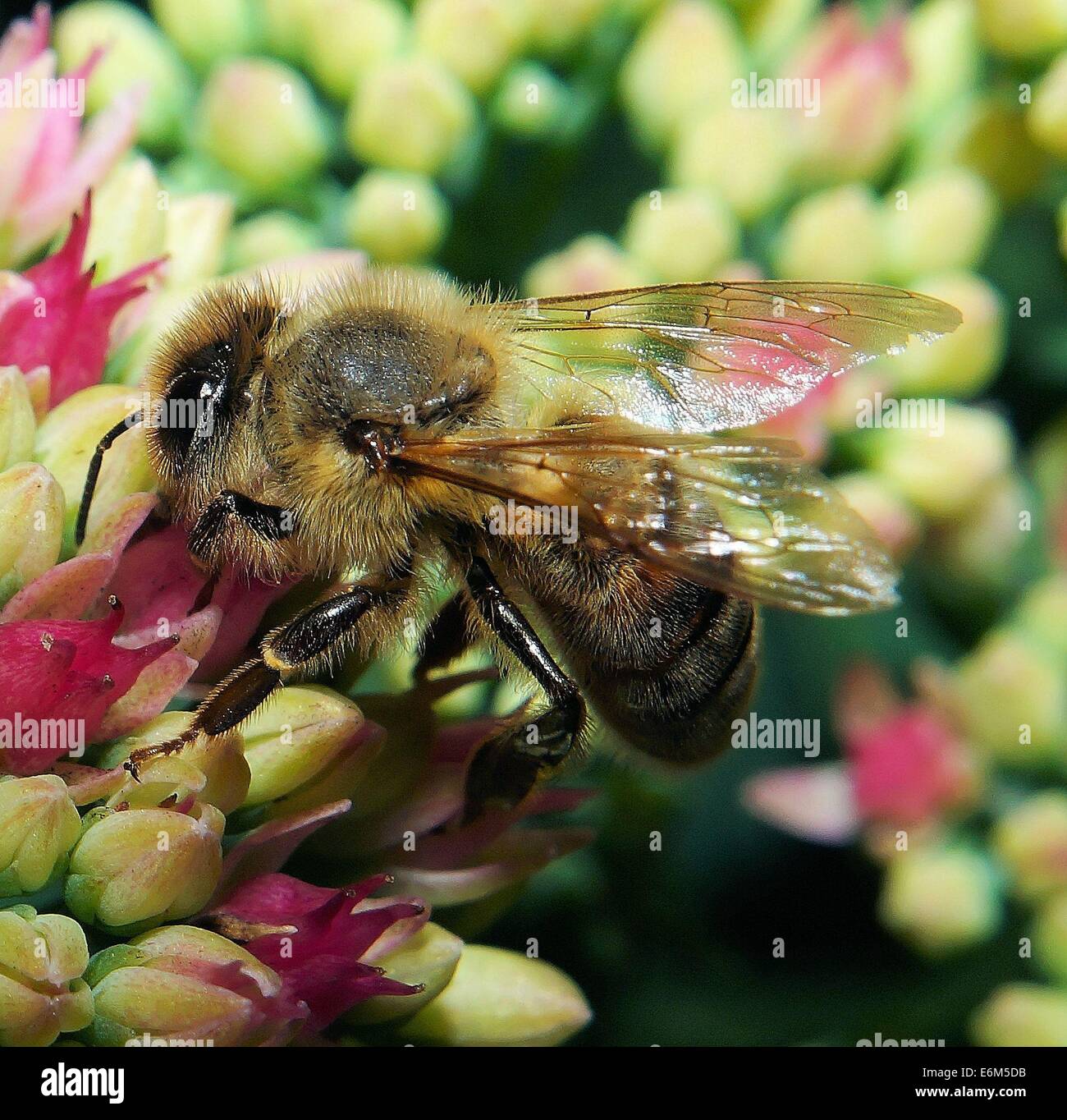 A close-up macro shot of a bee pollinating a flower in a garden. The ...