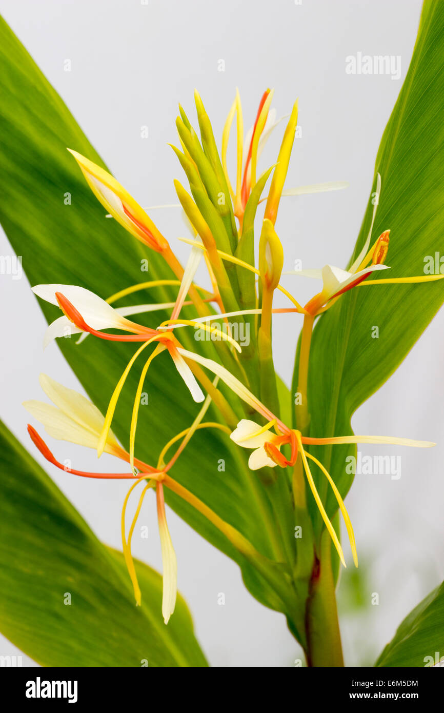 Hedychium spicatum hi-res stock photography and images - Alamy