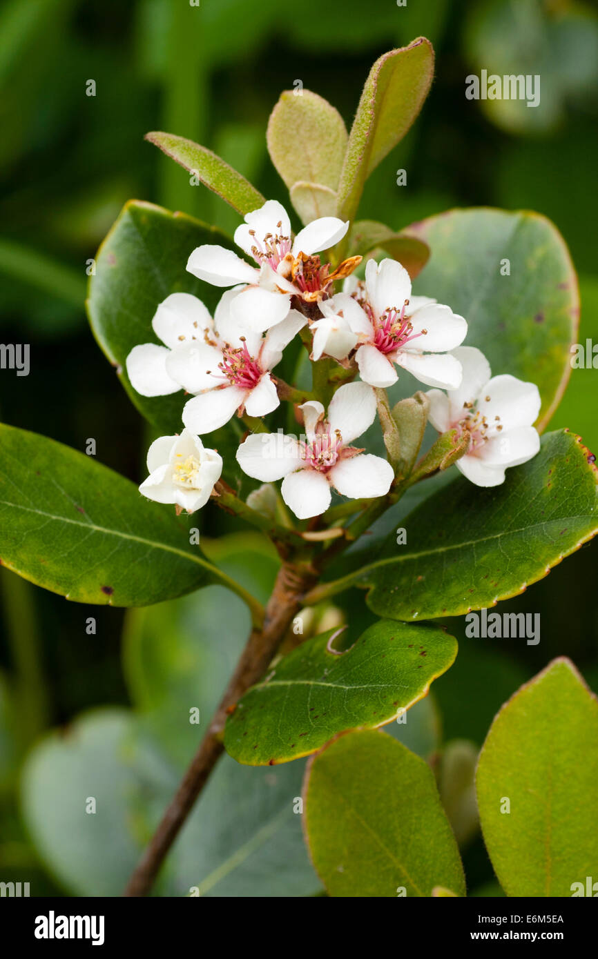 Close up of the flower head of the Yeddo hawthorn, Rhaphiolepis ...