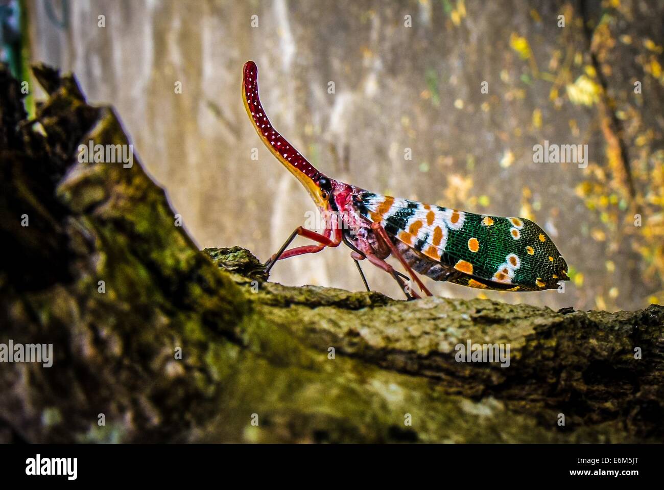 This image features a close-up of the Canthigaster cicada, a type of ...
