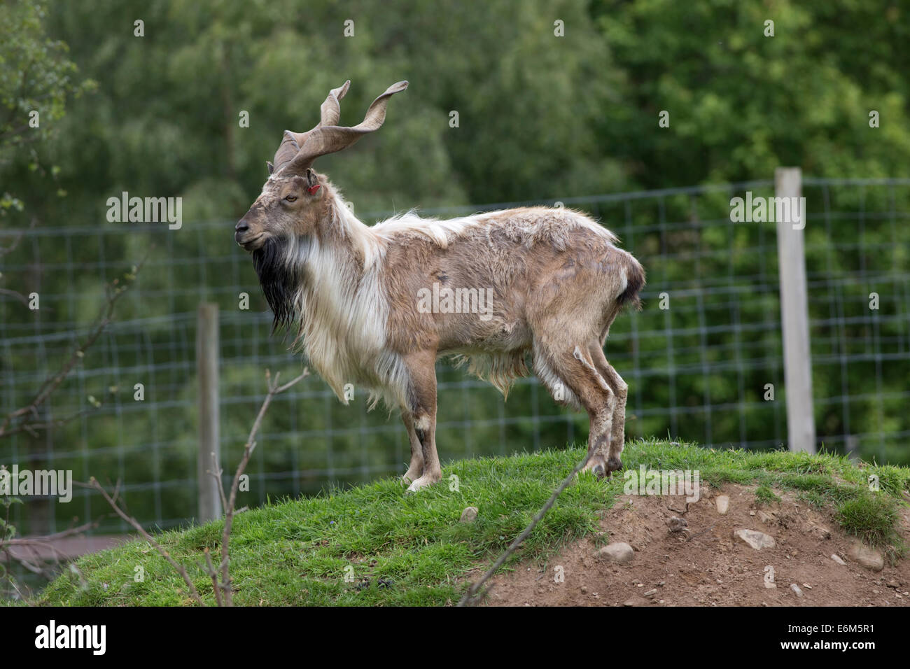 Markor or Wild goat Capra falconeri Highland Wildlife Park Kincraig ...