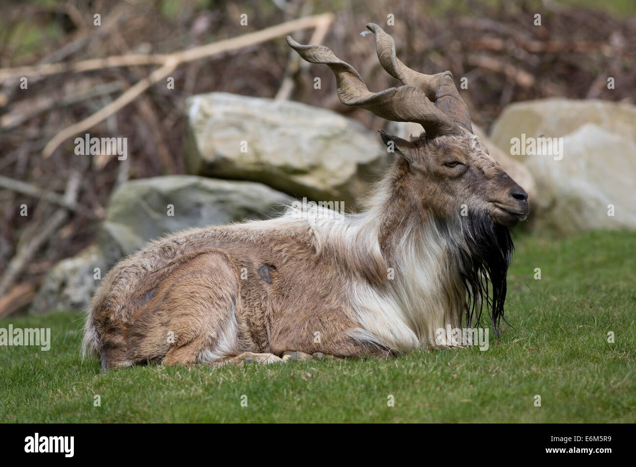 Markor or Wild goat Capra falconeri Highland Wildlife Park Kincraig ...