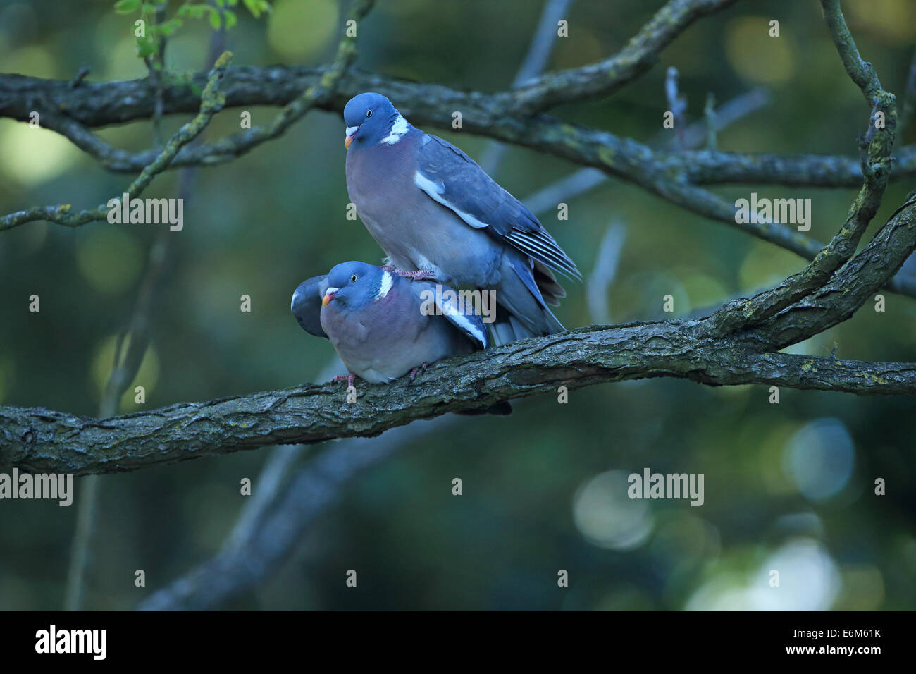 Wood Pigeon (Columba oenas Stock Photo - Alamy