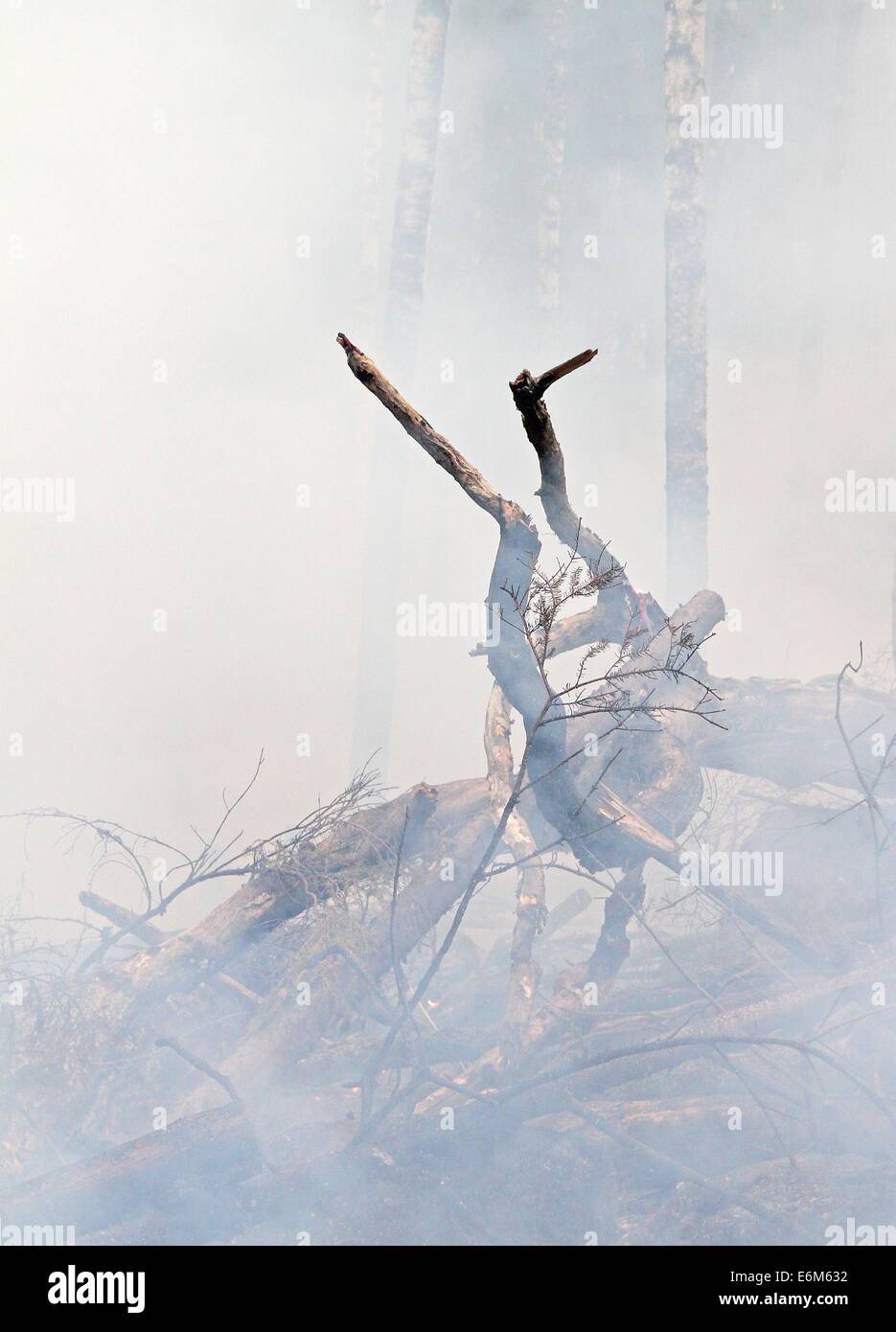 A forest fire burning for conservation purposes. Controlled fires are ...