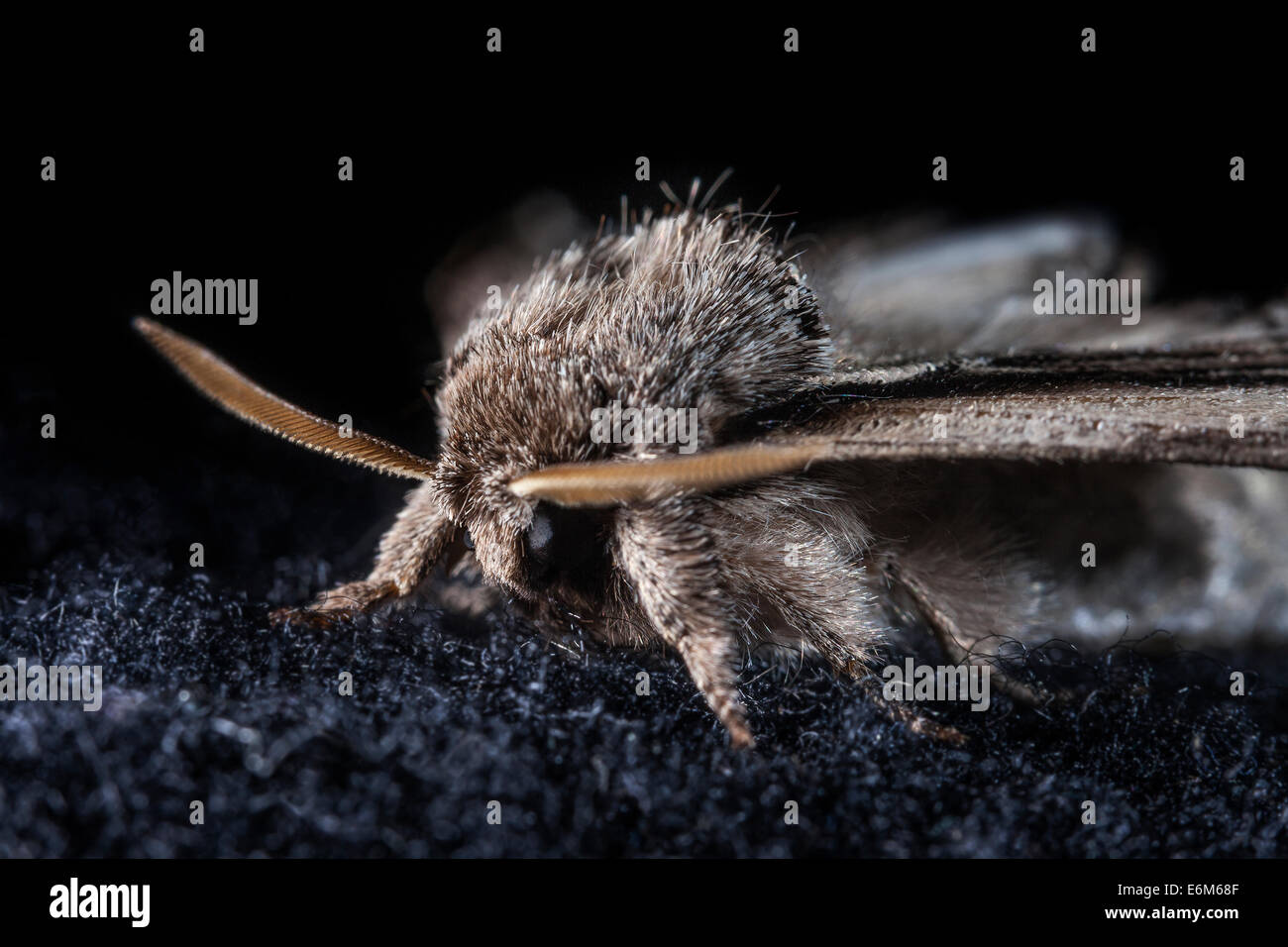 Swallow Prominent moth's non reflective coating on compound eyes that ...