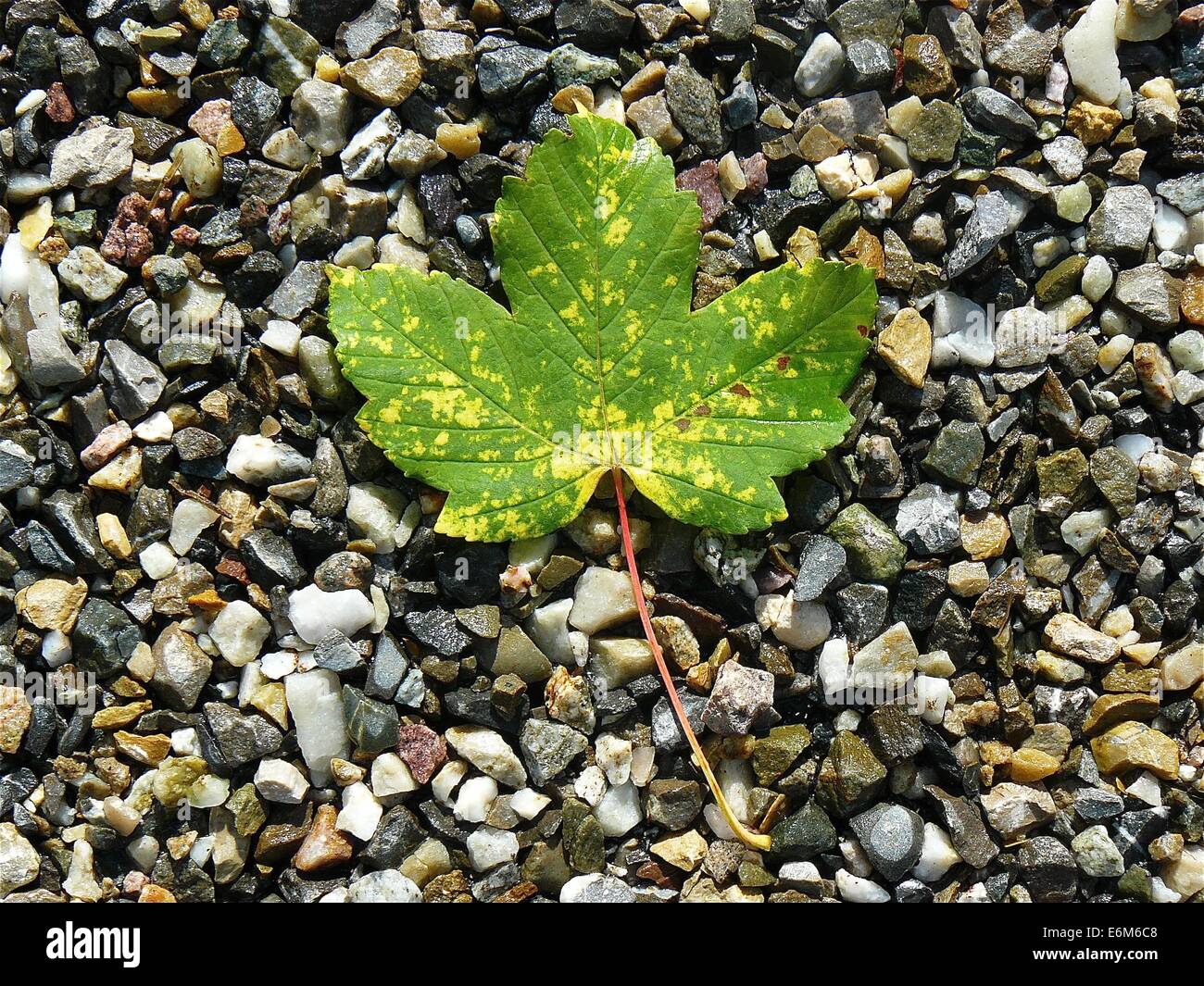 maple leaf maple nature stones leaves autumn leaf Stock Photo - Alamy