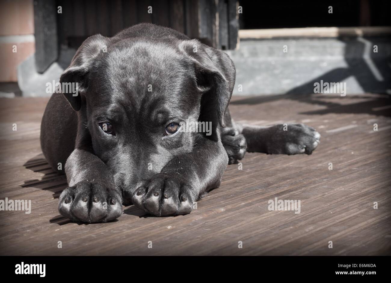 A Cane Corso puppy, known for its protective nature, appears shy but ...