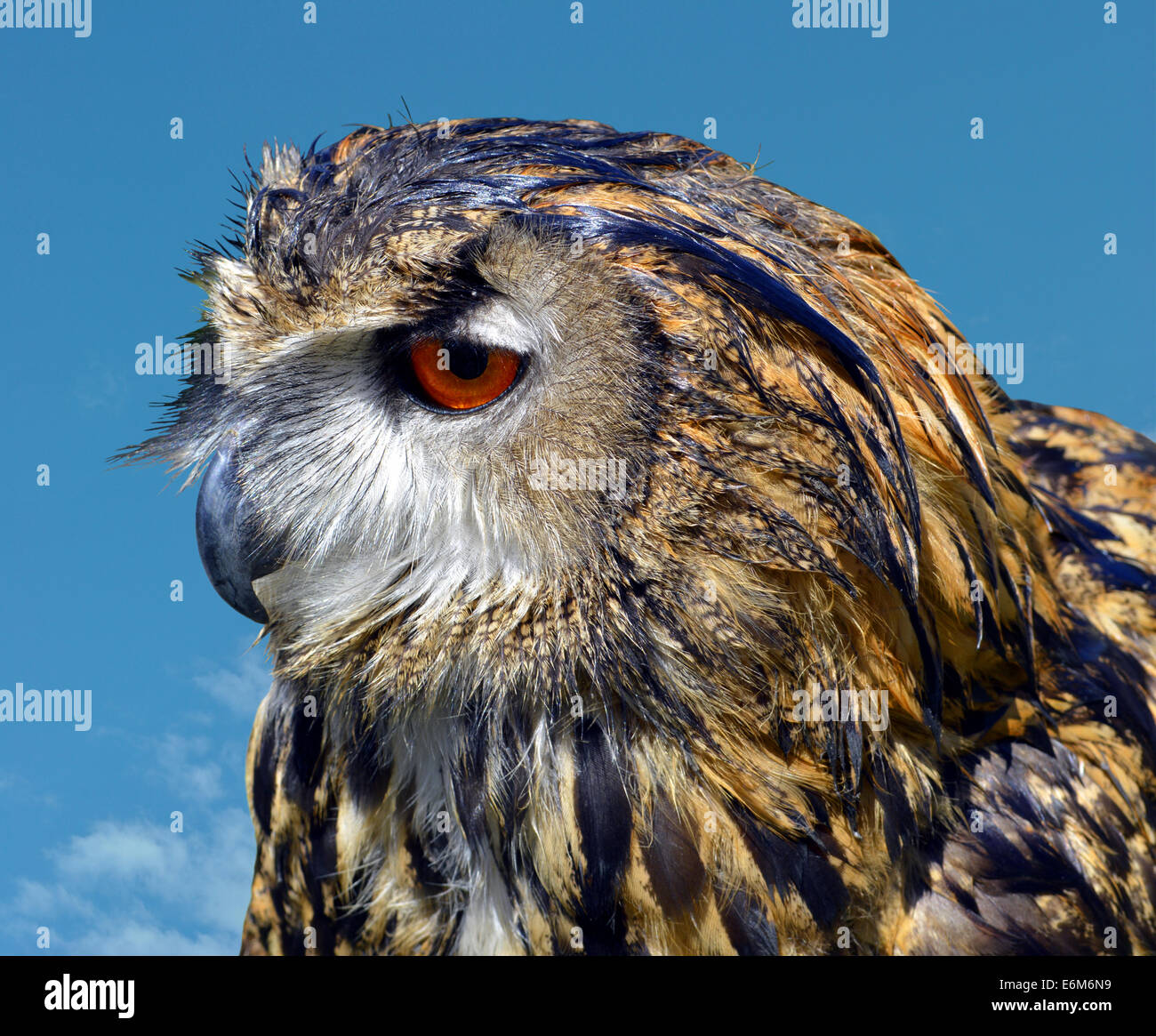 Eurasian eagle owl Latin name Bubo bubo Stock Photo - Alamy