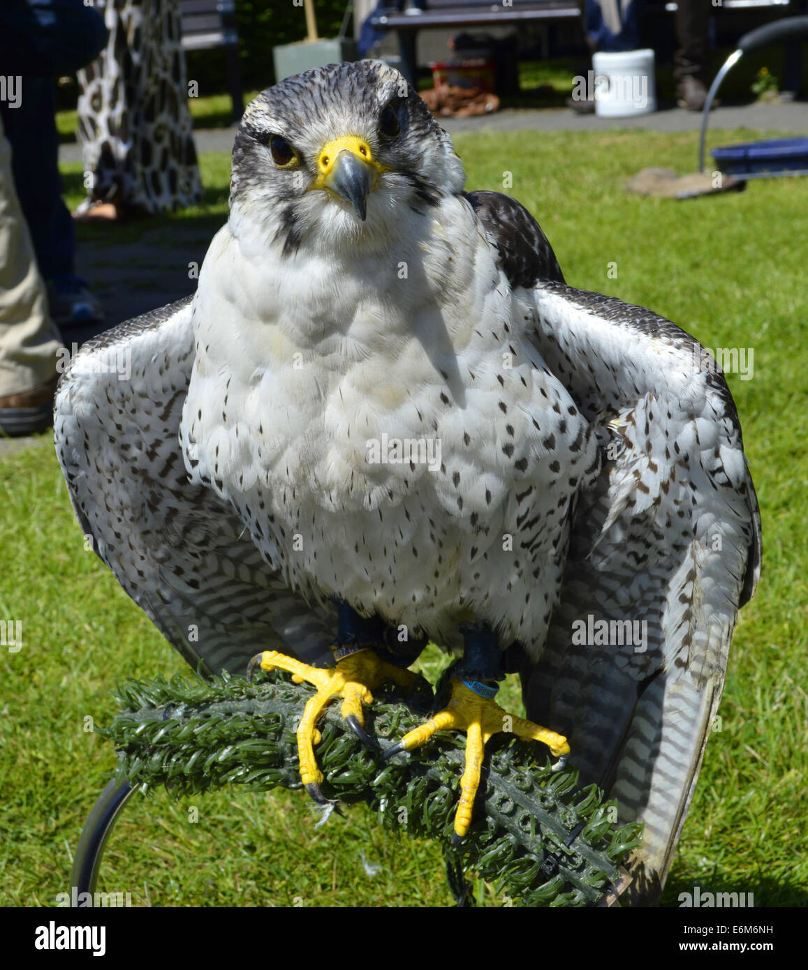 Peregrine falcon Latin name falco peregrinus Stock Photo - Alamy