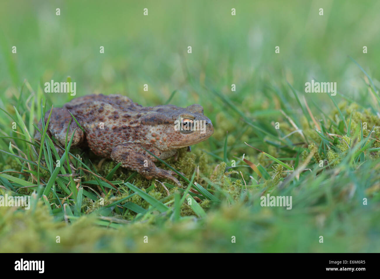 Bufo bufo toad tree hi-res stock photography and images - Alamy