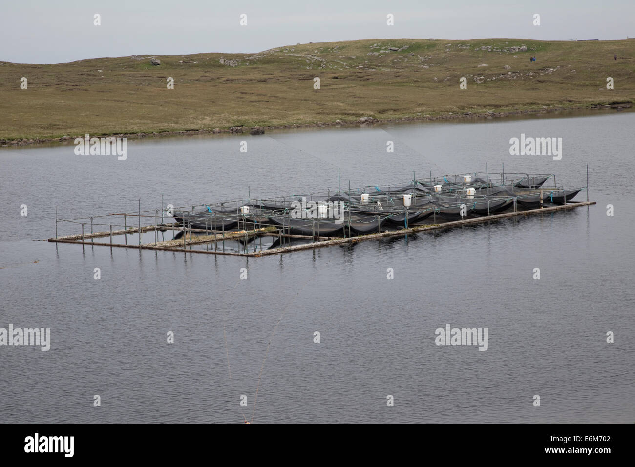 Salmon Farming Scotland High Resolution Stock Photography and Images ...