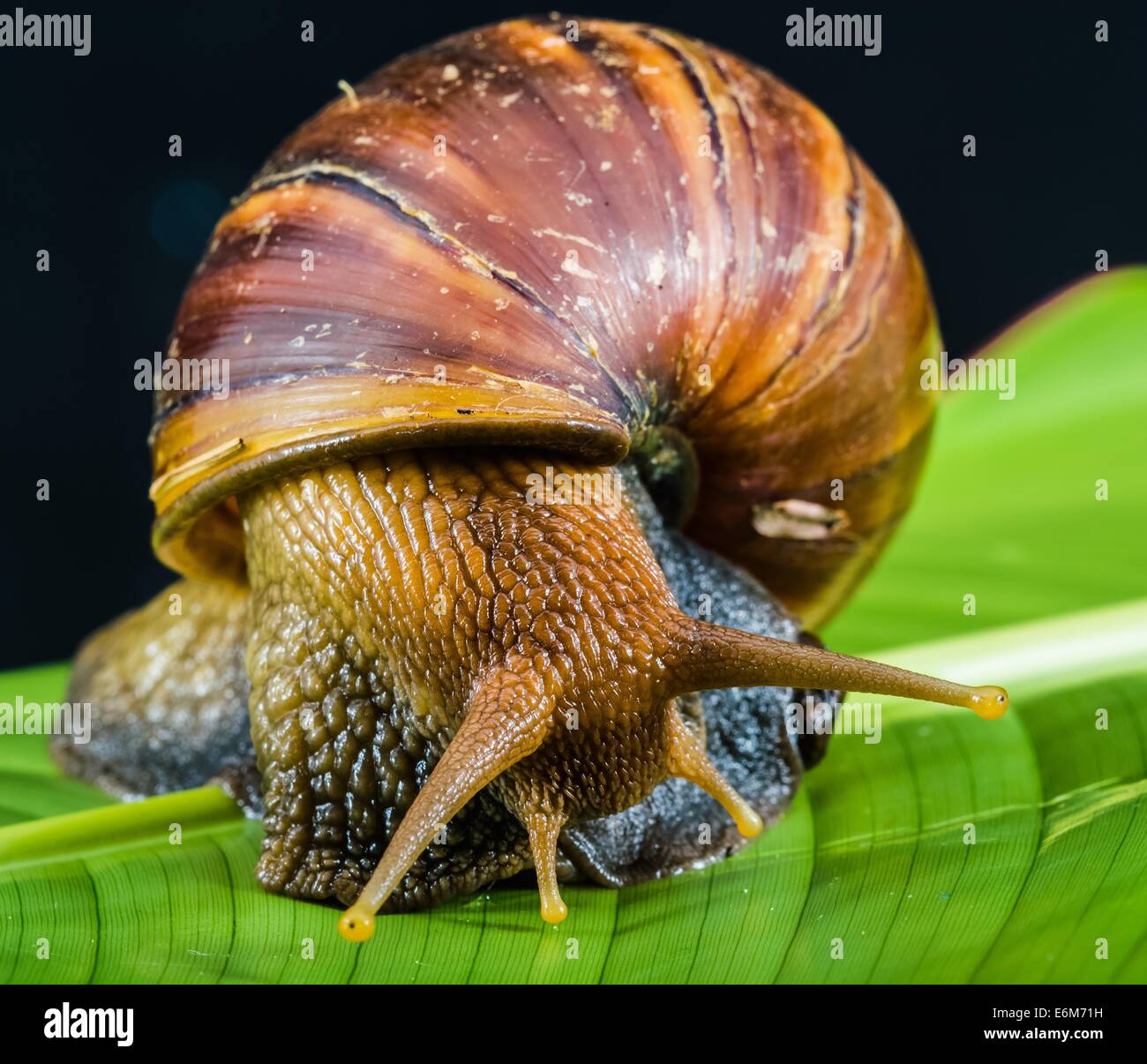 Slimy Snail High Resolution Stock Photography and Images - Alamy