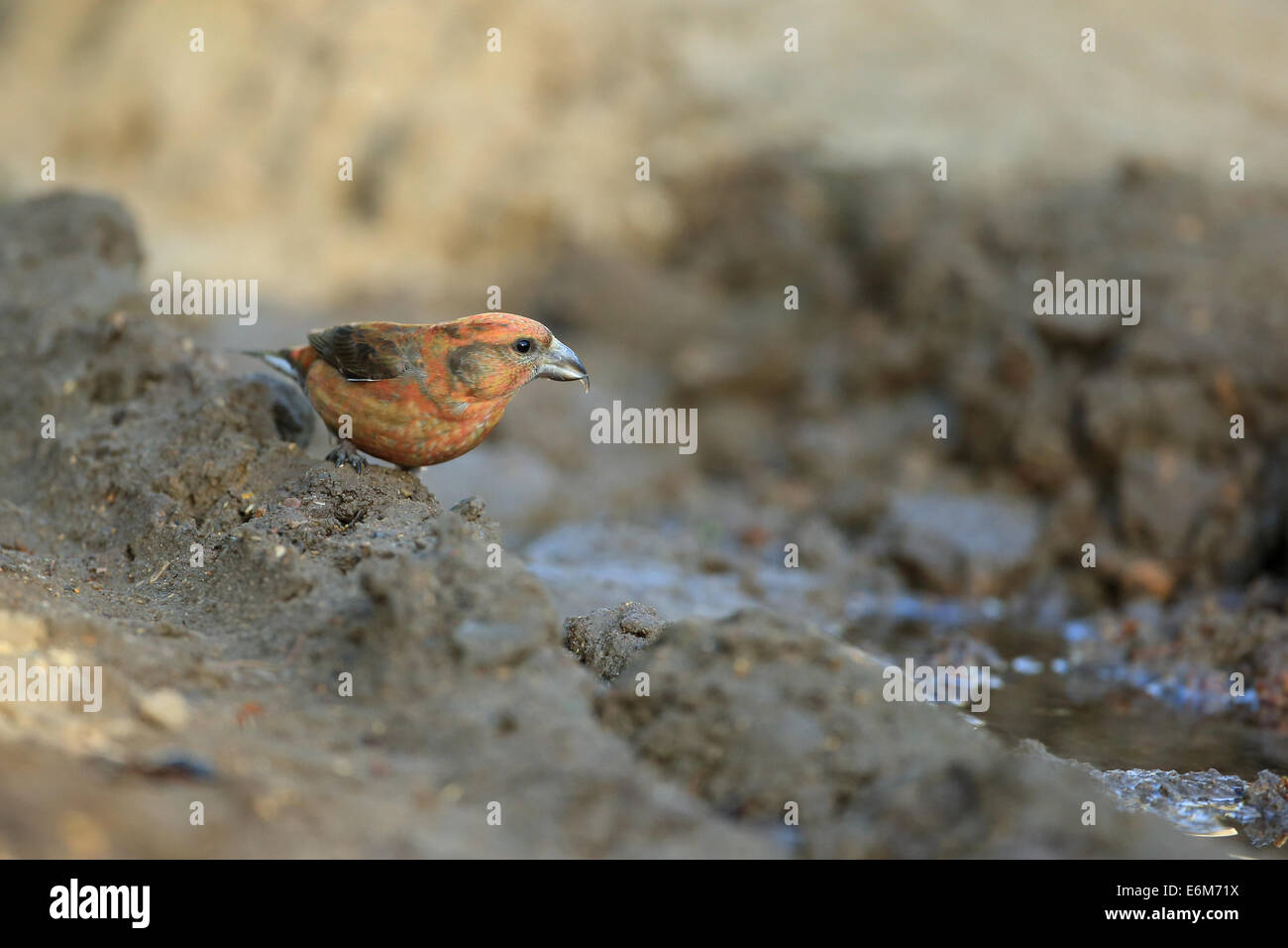 Common Crossbill (Loxia curvirostra Stock Photo - Alamy