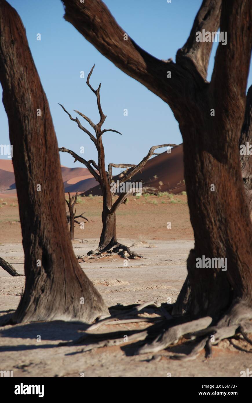 A tree stands in the desert landscape of Etosha National Park, Namibia ...