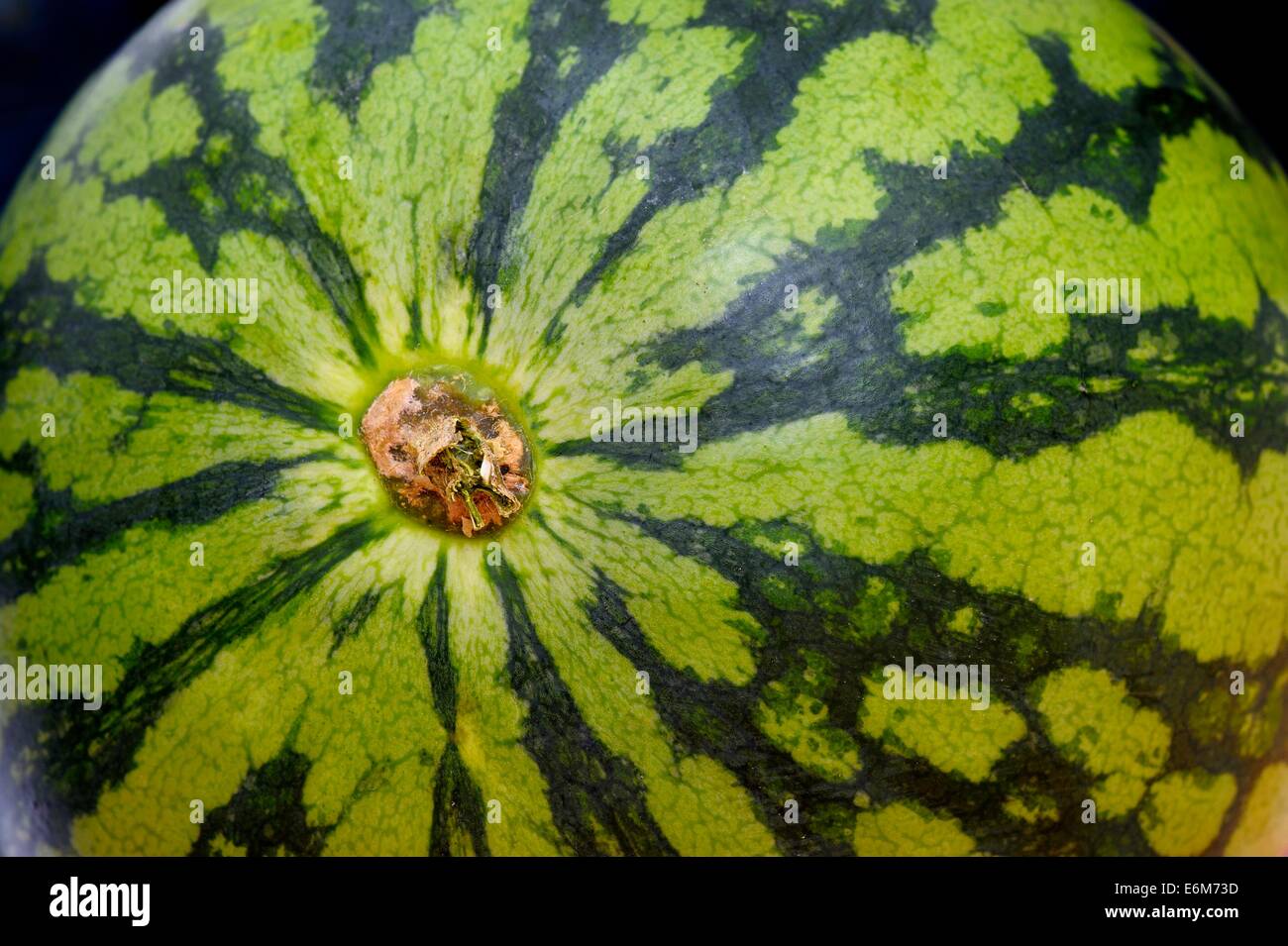 Melon Skins High Resolution Stock Photography and Images - Alamy