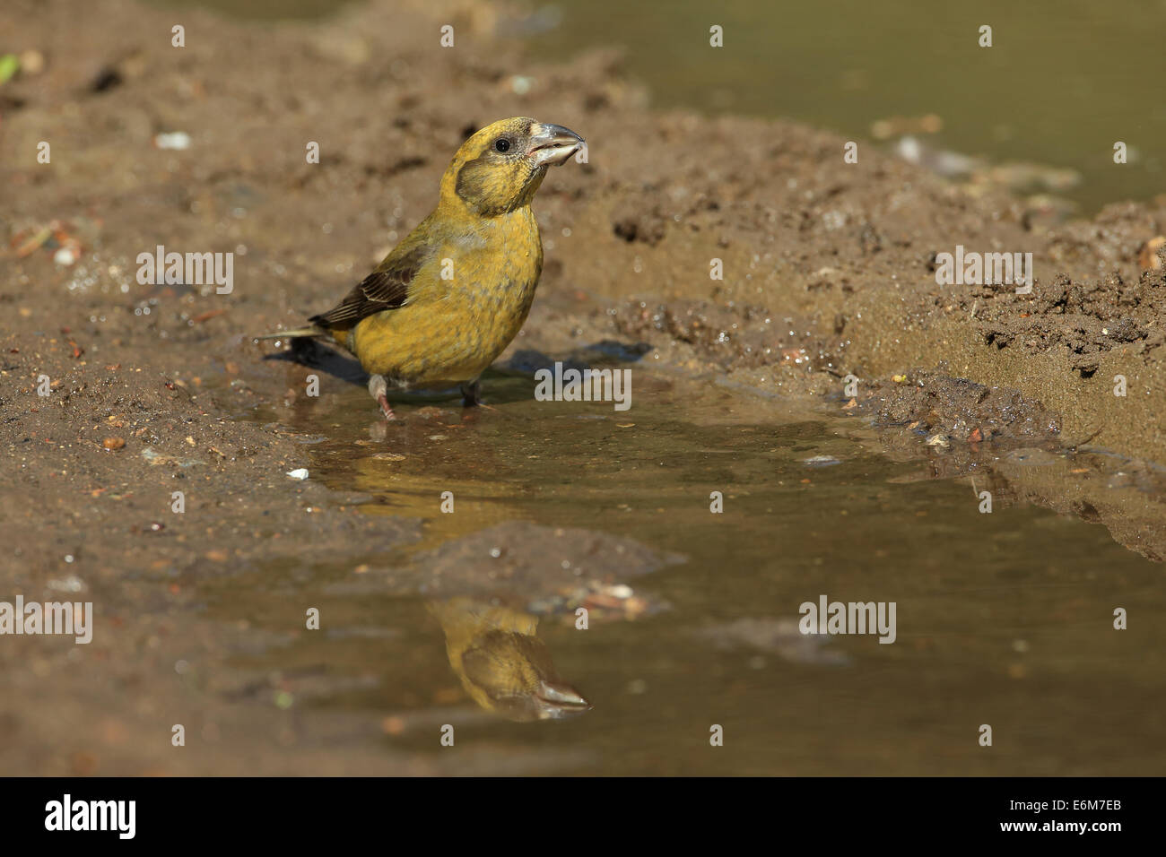 Common Crossbill (Loxia curvirostra Stock Photo - Alamy