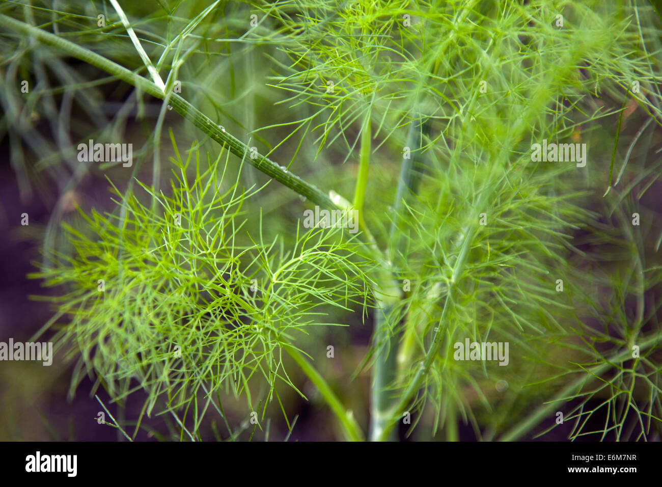 close-up of fresh dillweed in garden Stock Photo - Alamy