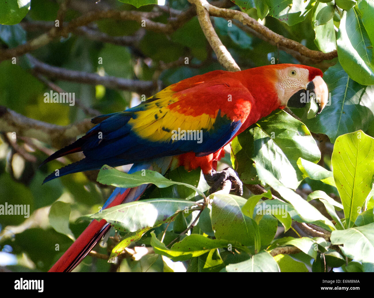 Indigenous costa rica tourism hi-res stock photography and images - Alamy