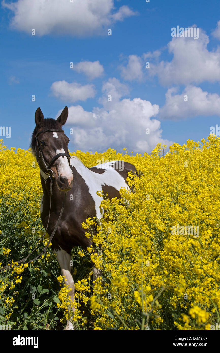 American Indian horse (Equus ferus caballus) Pinto paint horse with ...