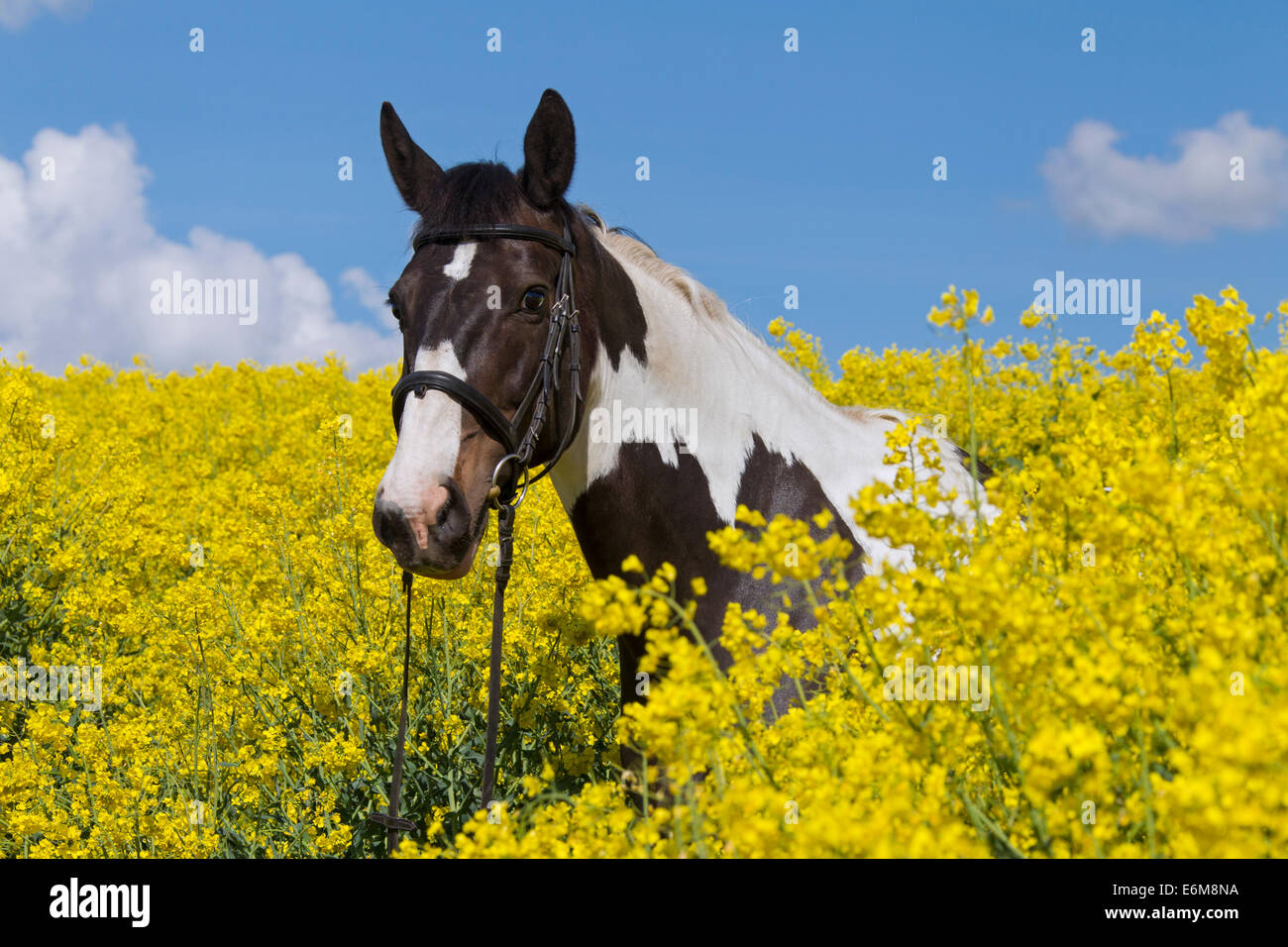 American Indian horse (Equus ferus caballus) Pinto paint horse with ...