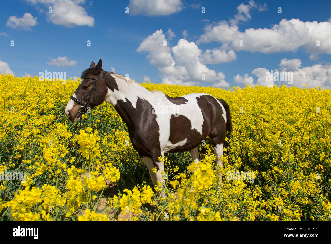 American Indian horse (Equus ferus caballus) Pinto paint horse with ...