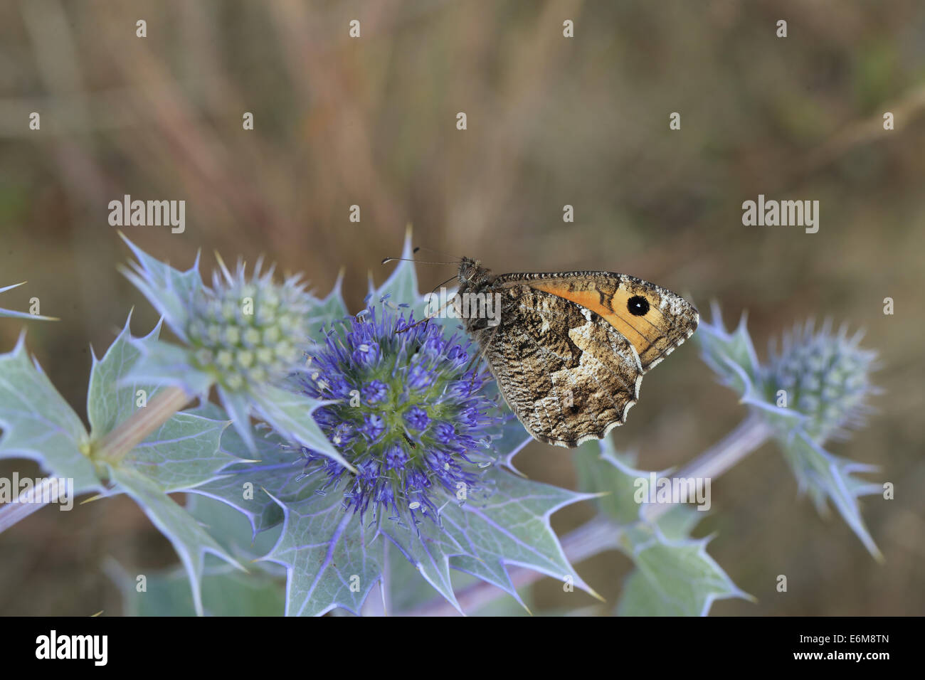 Hipparchia semele hi-res stock photography and images - Alamy