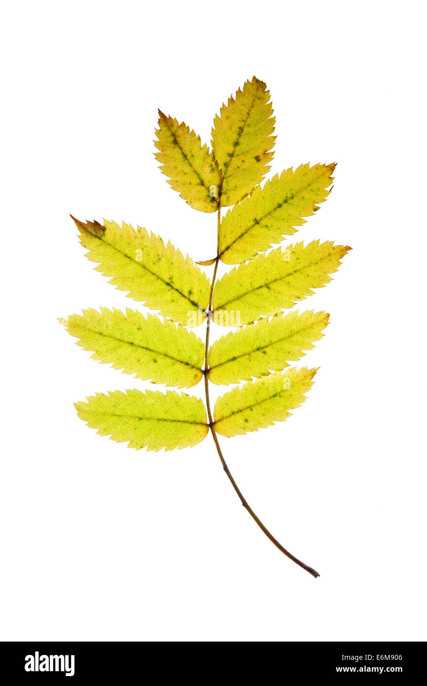 Rowan leaf isolated over a white background Stock Photo - Alamy