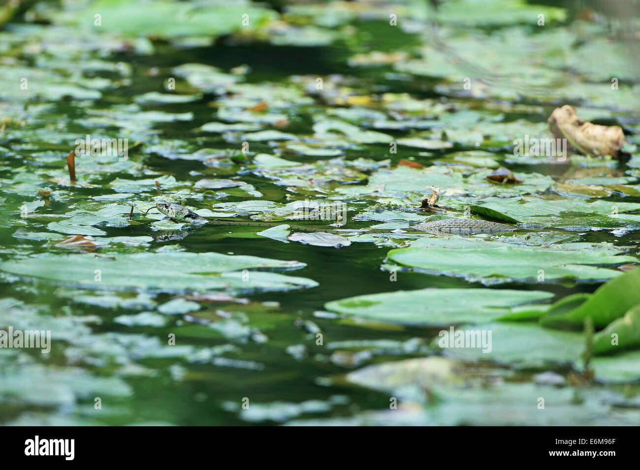 Grass Snake Uk Water High Resolution Stock Photography and Images - Alamy