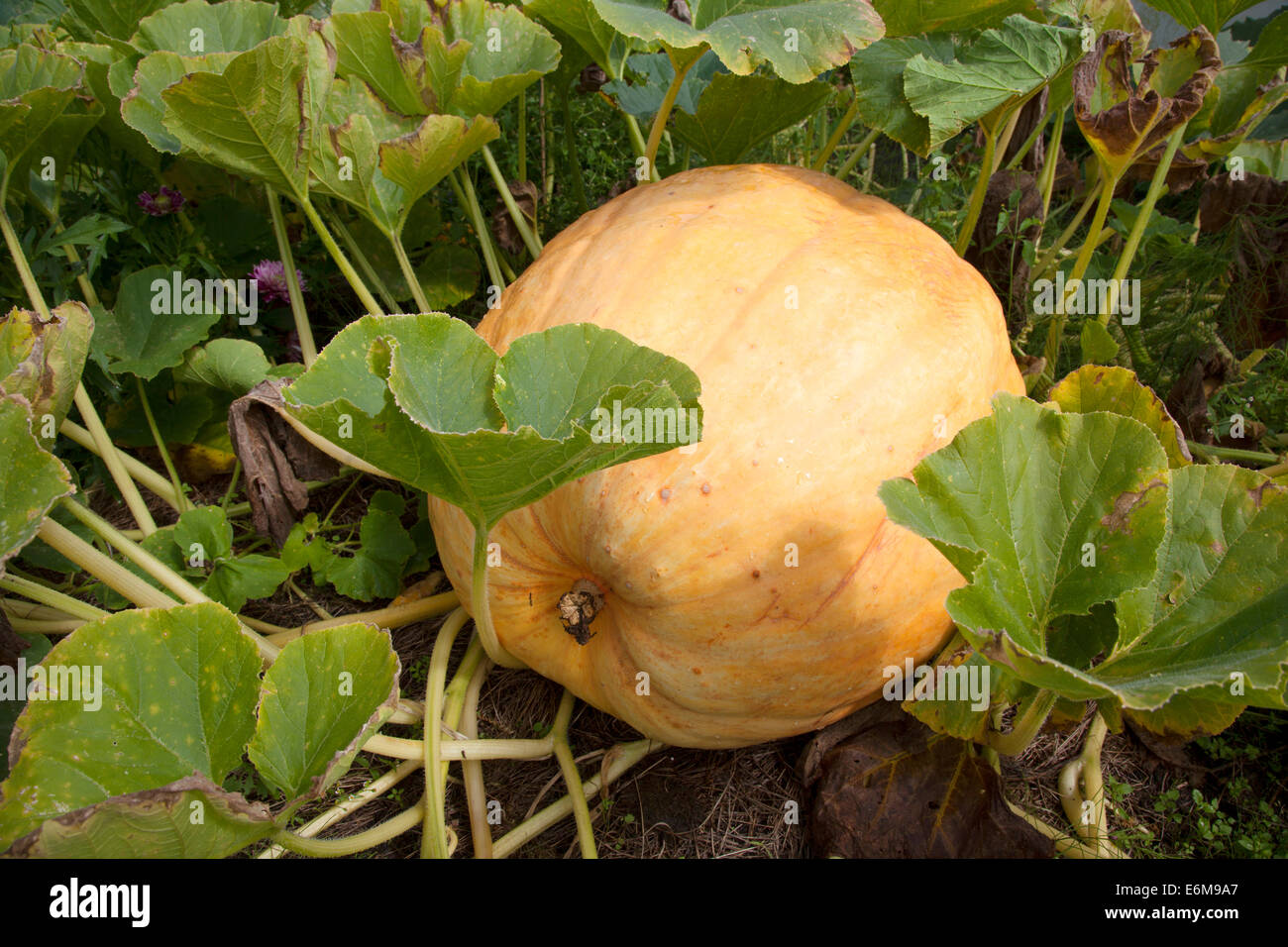 giant pumpkin in garden Stock Photo - Alamy