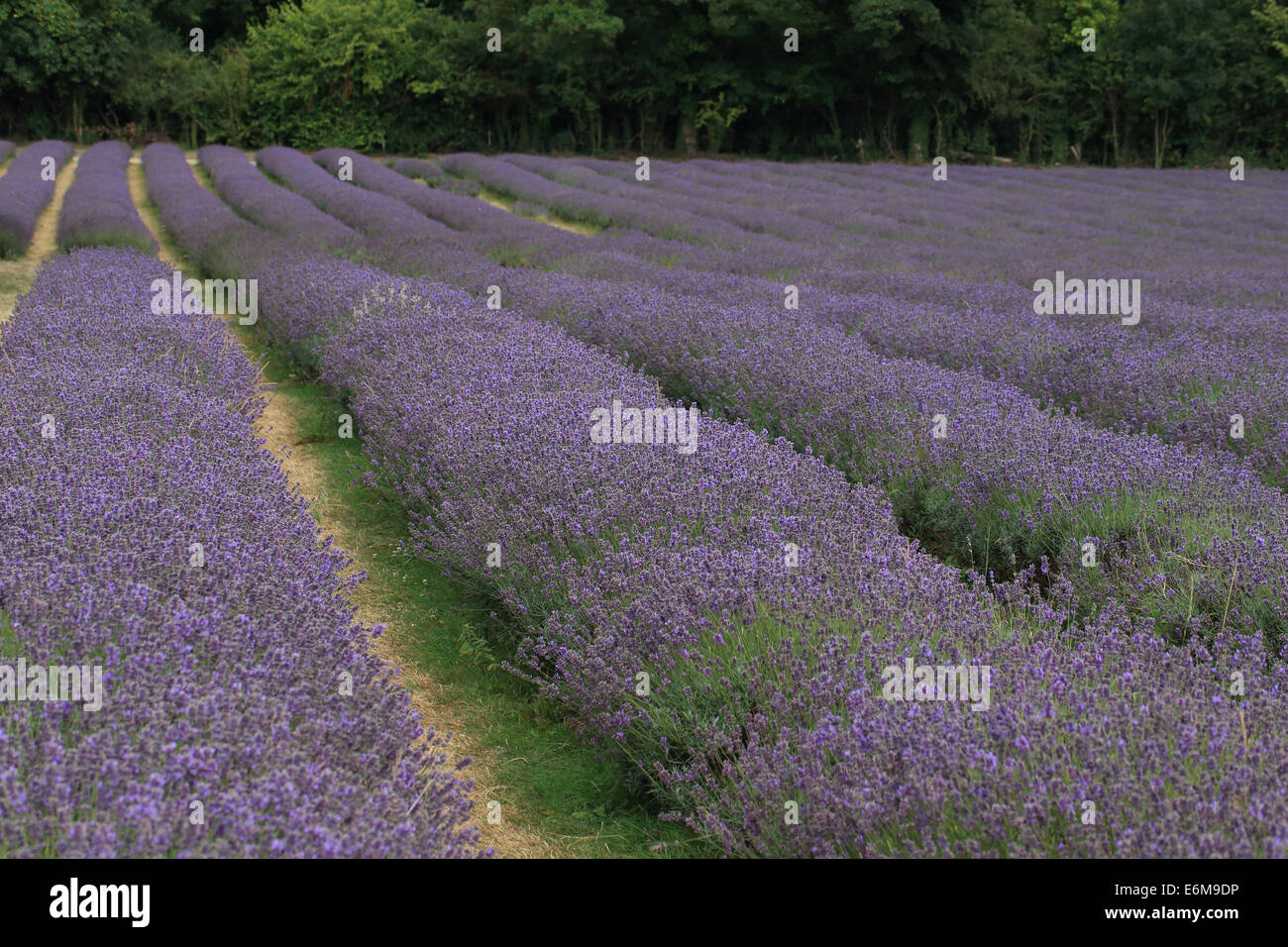 Lavender species (Lavandula species Stock Photo - Alamy