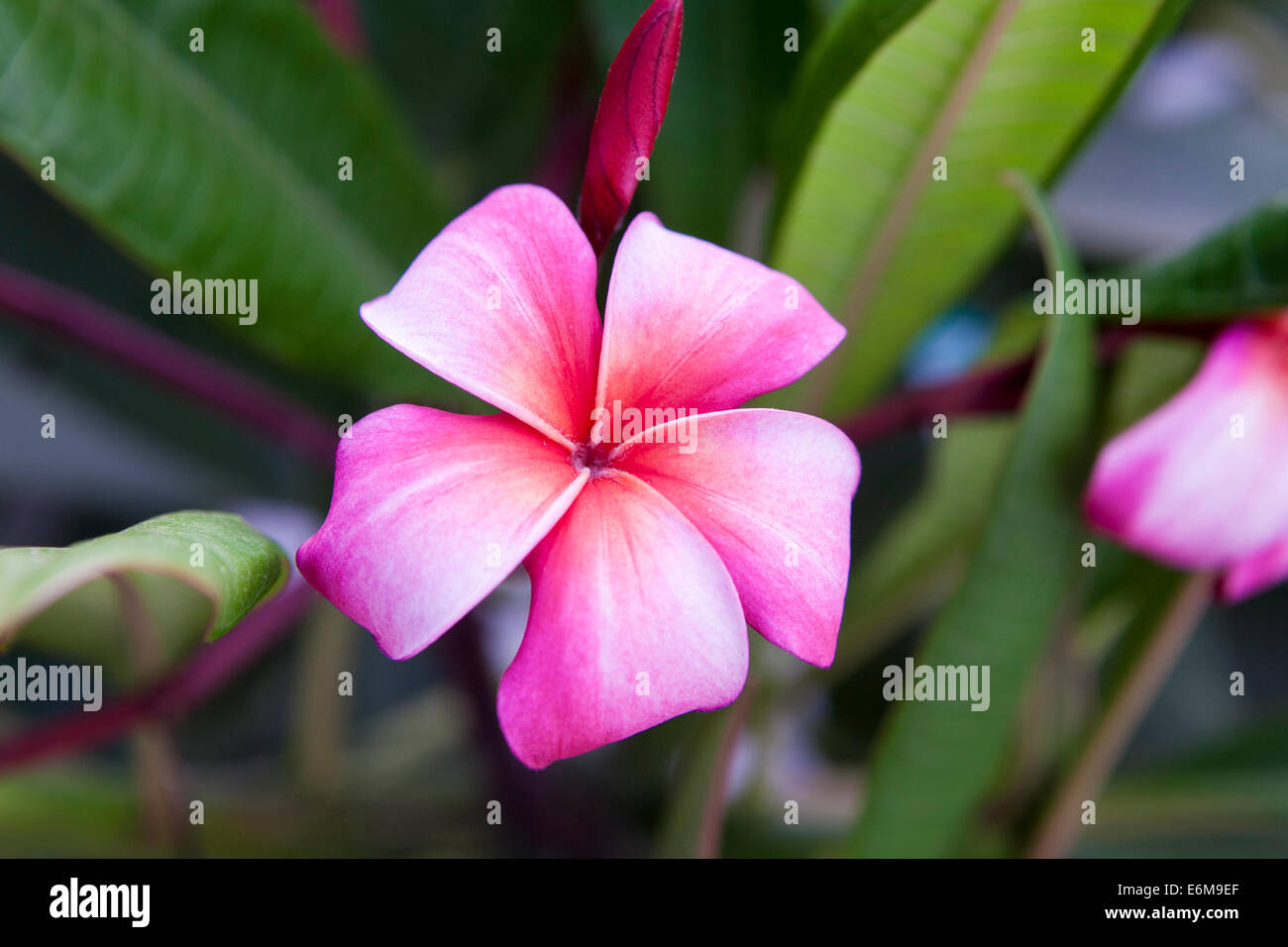 Close-up view of flower head Stock Photo - Alamy