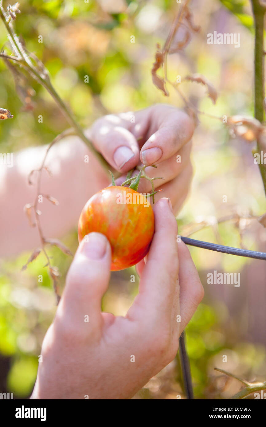 Close-up view of woman picking tomato Stock Photo - Alamy