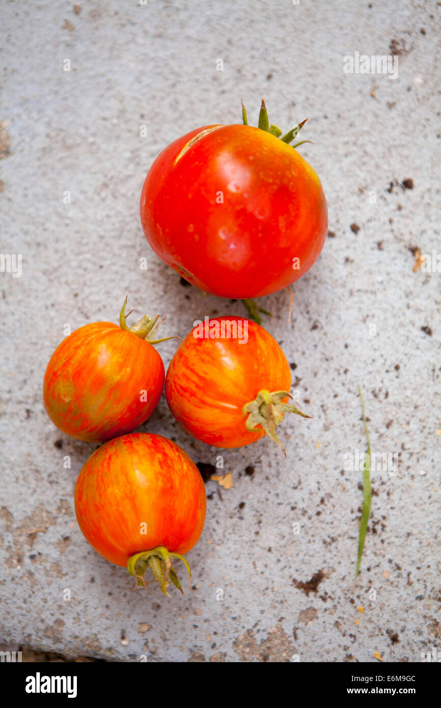 Close-up view of ripe tomatoes Stock Photo - Alamy