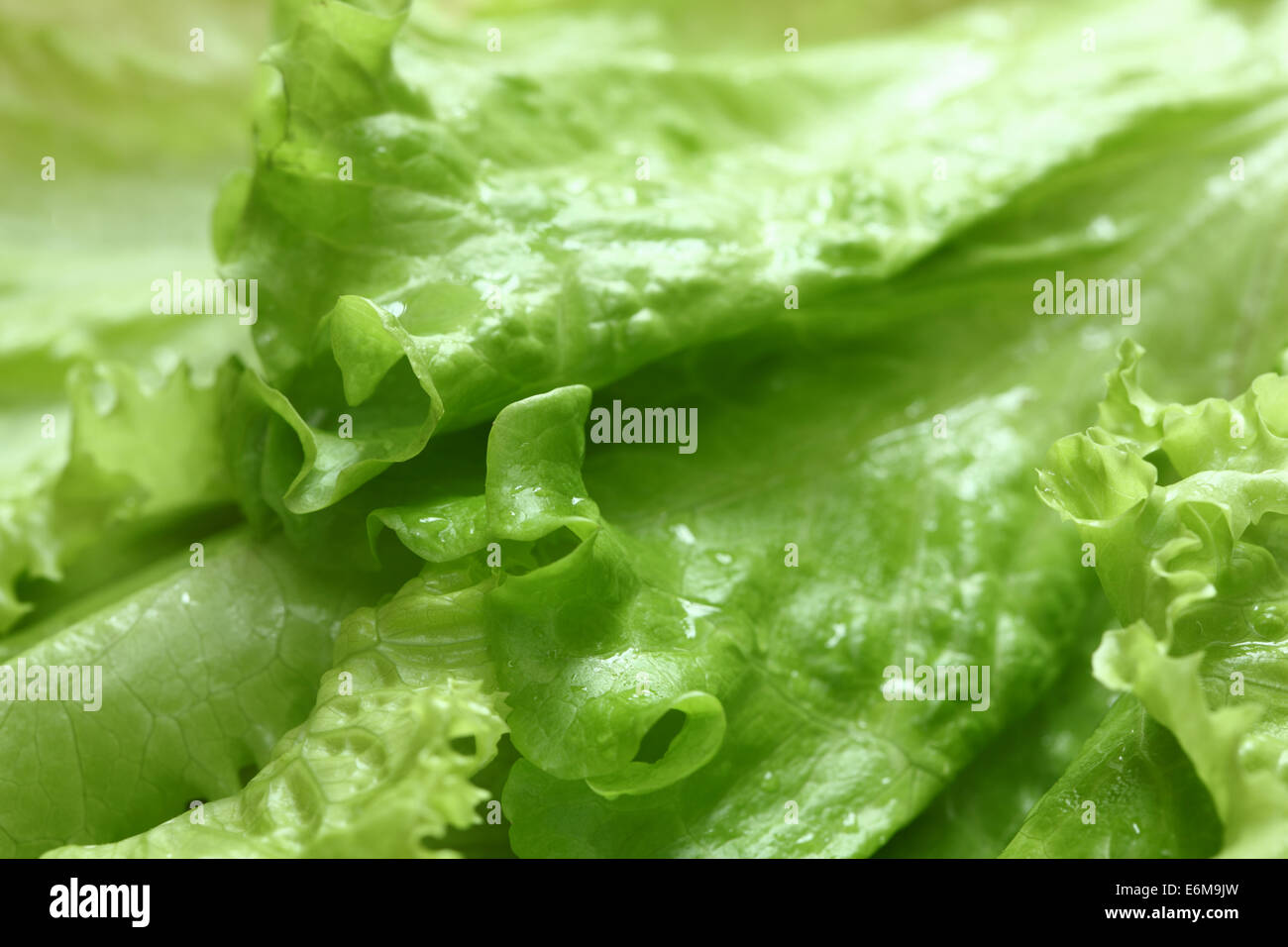 Lettuce background. Closeup Stock Photo - Alamy