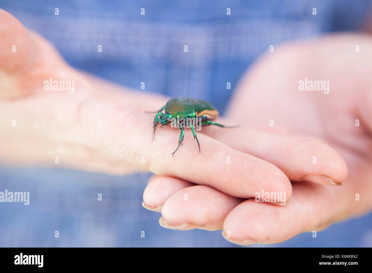 Close-up view of woman with beetle on hands Stock Photo - Alamy