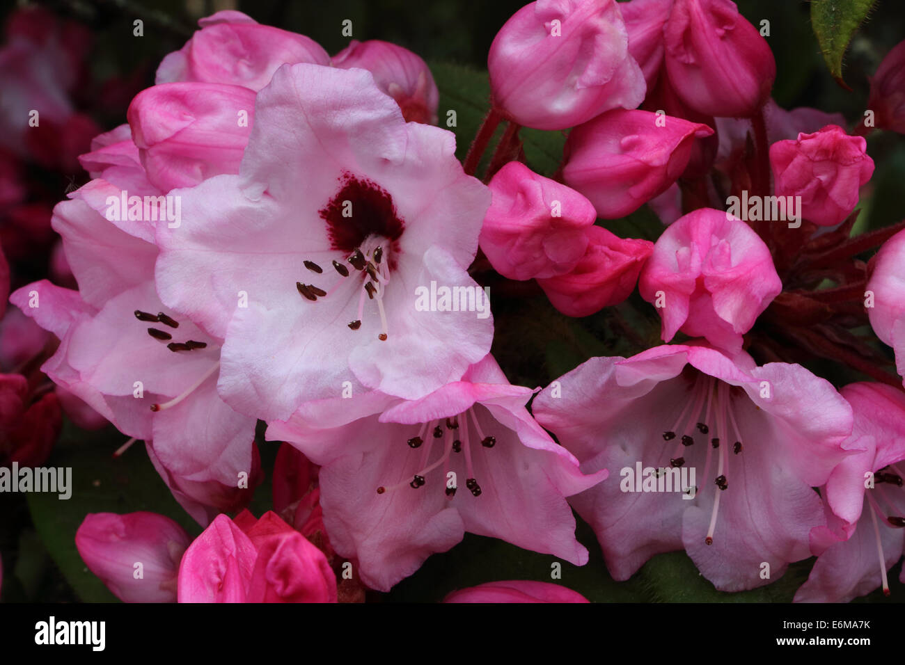 Rude flower hi-res stock photography and images - Alamy