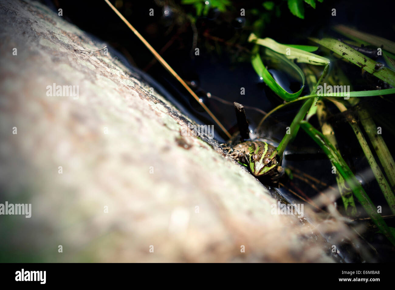 Frog next to river hi-res stock photography and images - Alamy