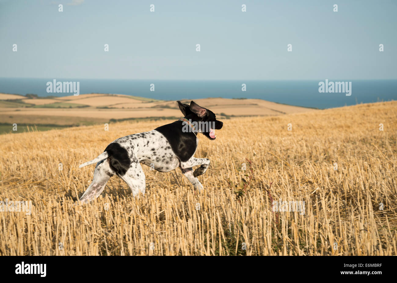 English pointer dog hi-res stock photography and images - Alamy