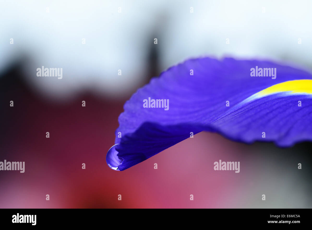 Water drop on a viola flower petal Stock Photo - Alamy