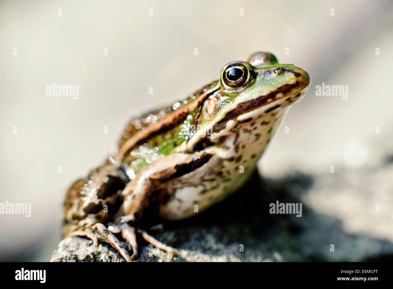 Frog on the rock Stock Photo - Alamy