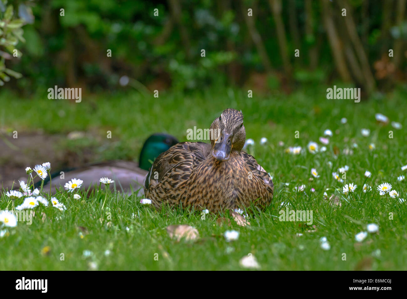 Duck looking at camera hi-res stock photography and images - Alamy