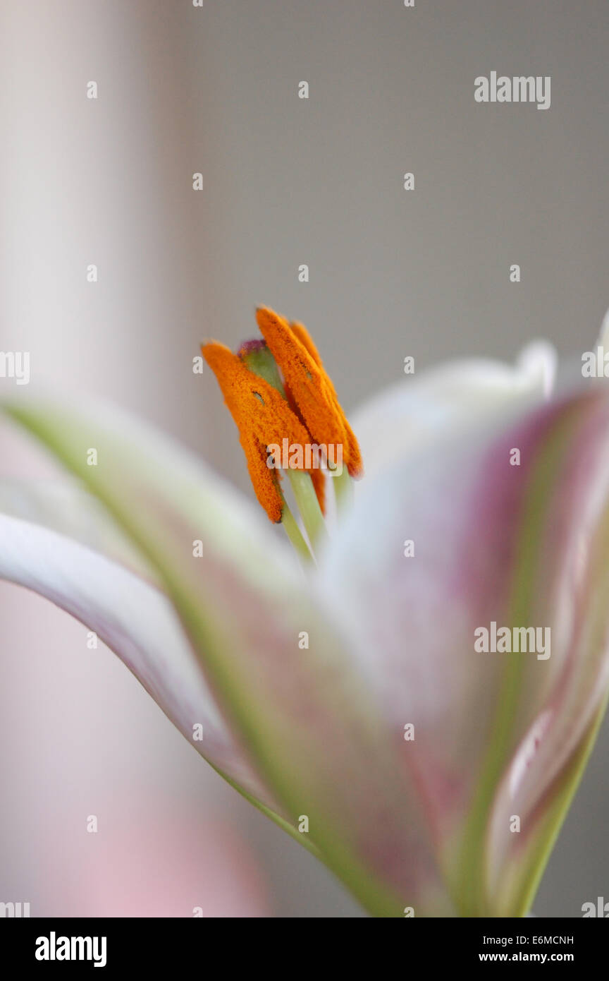 Japanese lily hi-res stock photography and images - Alamy