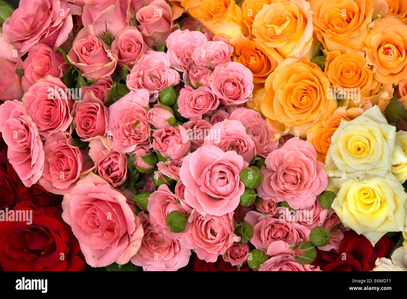 Red rose wedding flowers hi-res stock photography and images - Alamy