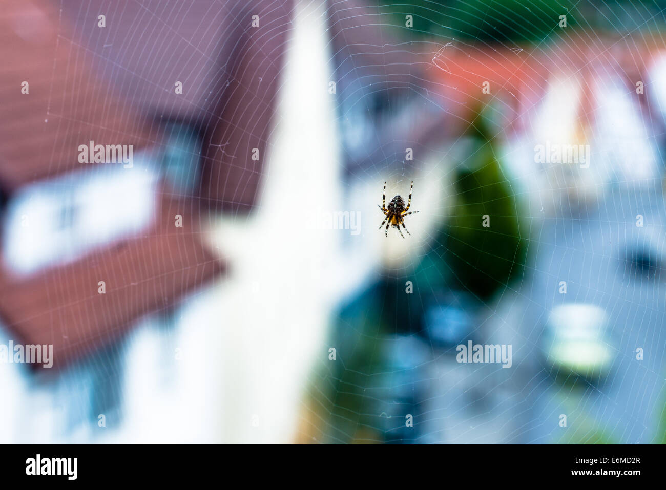 Spider with web Stock Photo - Alamy