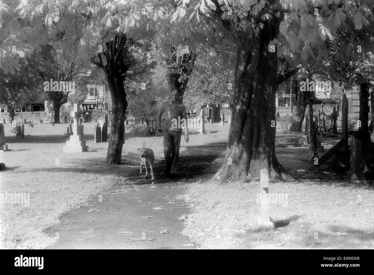 man walking his dog through cemetery taken with black and white infra ...