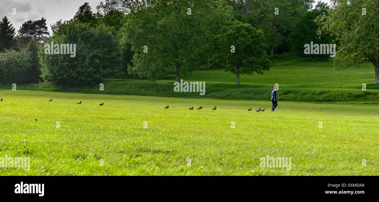 Ducks following a man in a green field, England Stock Photo - Alamy